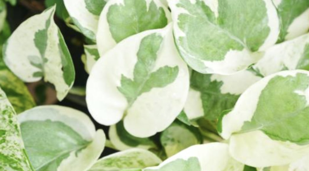 A Basic Guide to Variegated Pothos Plants [2026]