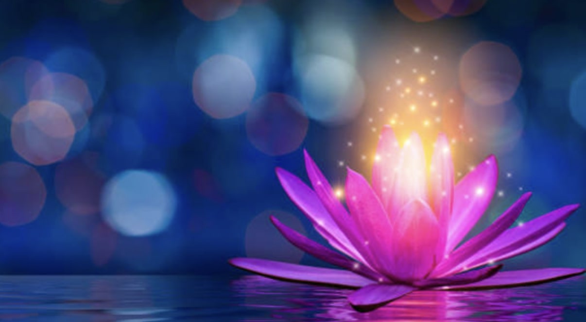 The Meaning and Uses of the Purple Lotus Flower [2026]
