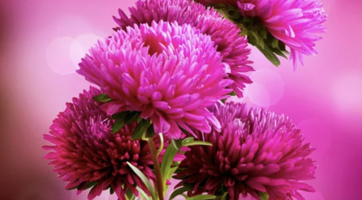 What is the meaning of aster flowers? [2026]