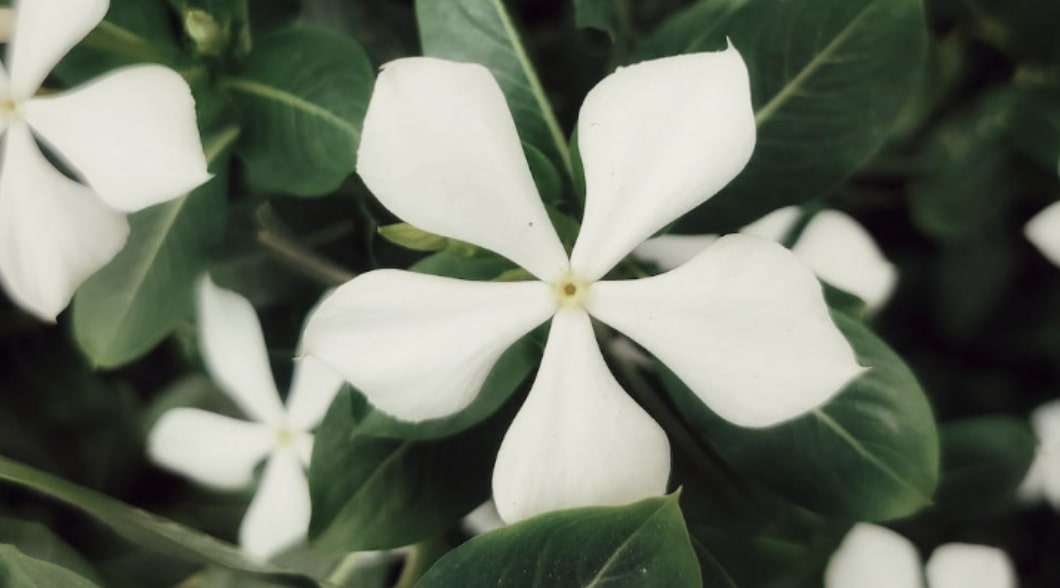 What is the meaning of the periwinkle flower? [2026]