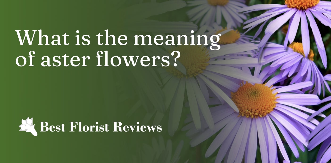 What is the meaning of aster flowers? [2026]
