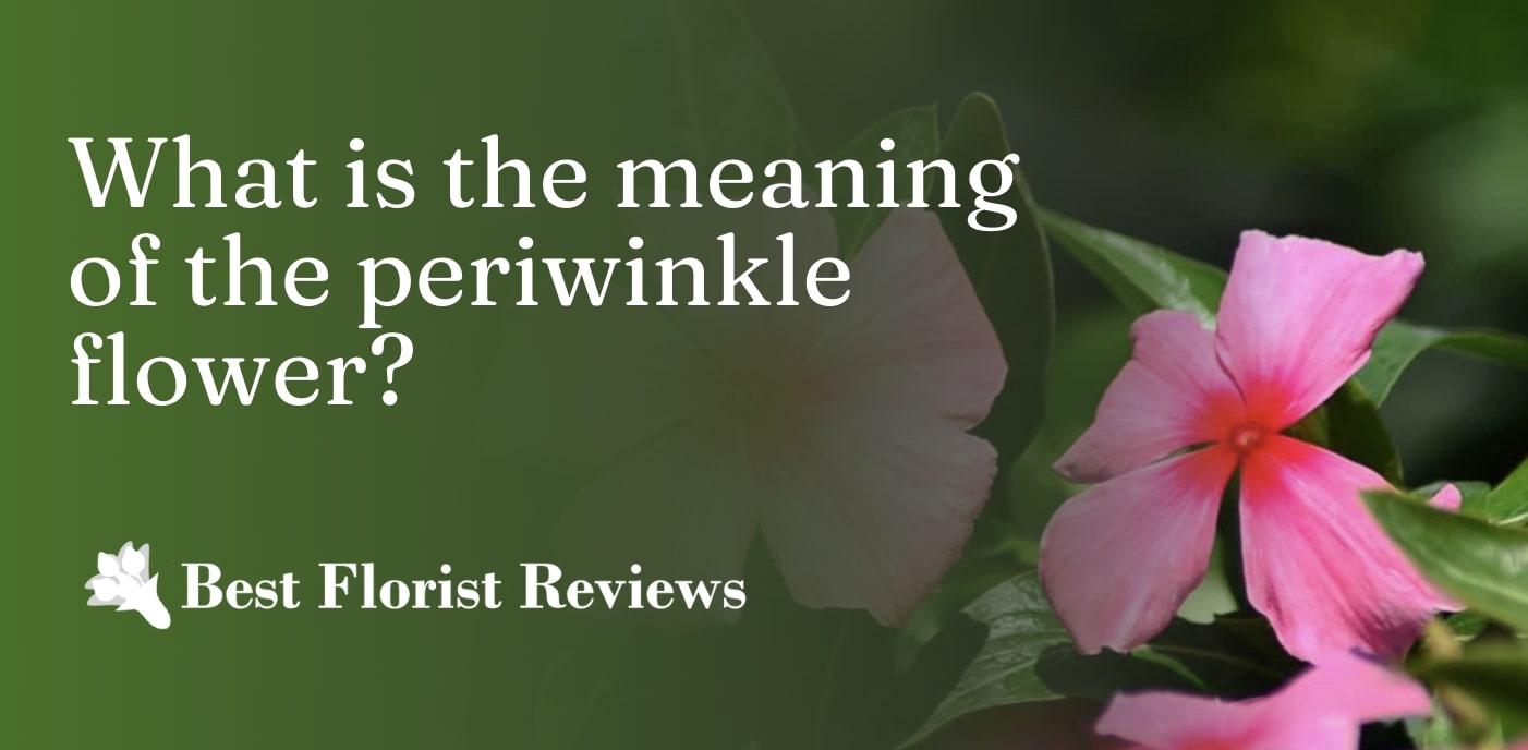 What is the meaning of the periwinkle flower? [2026]