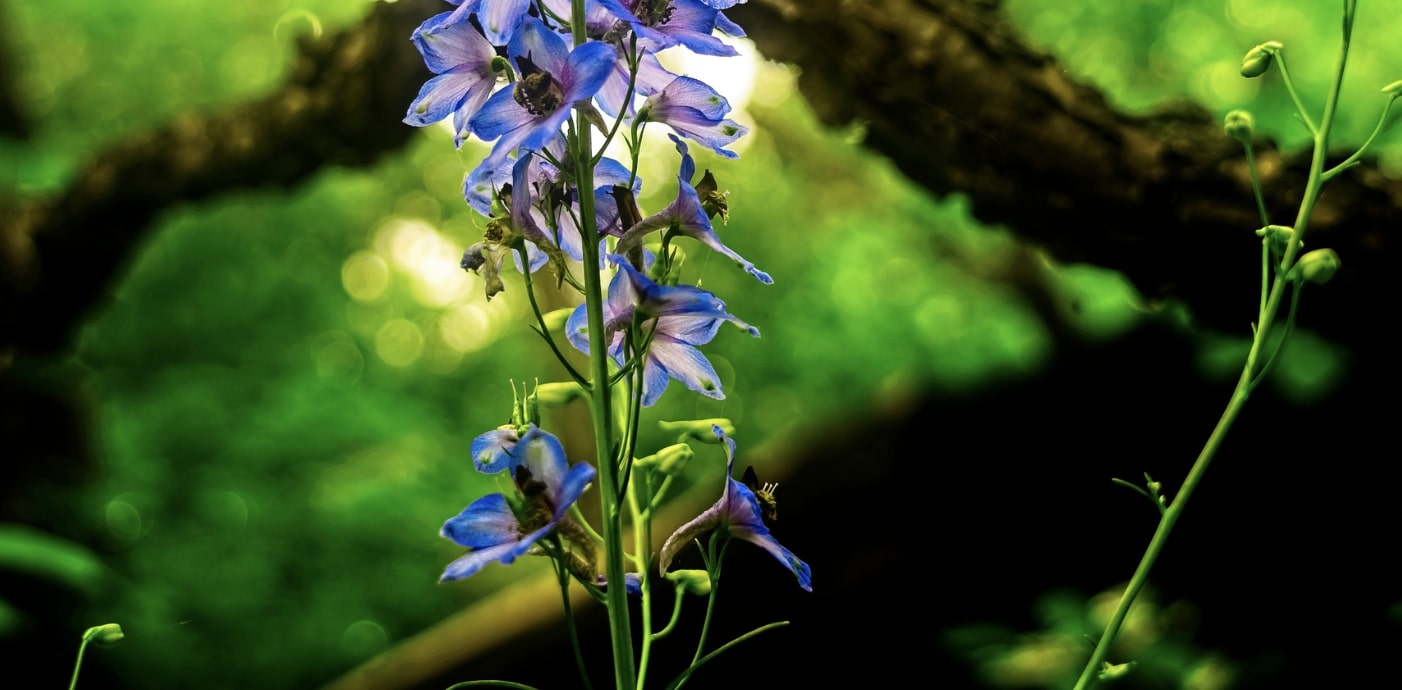 What is the meaning of the larkspur flower? [2026]
