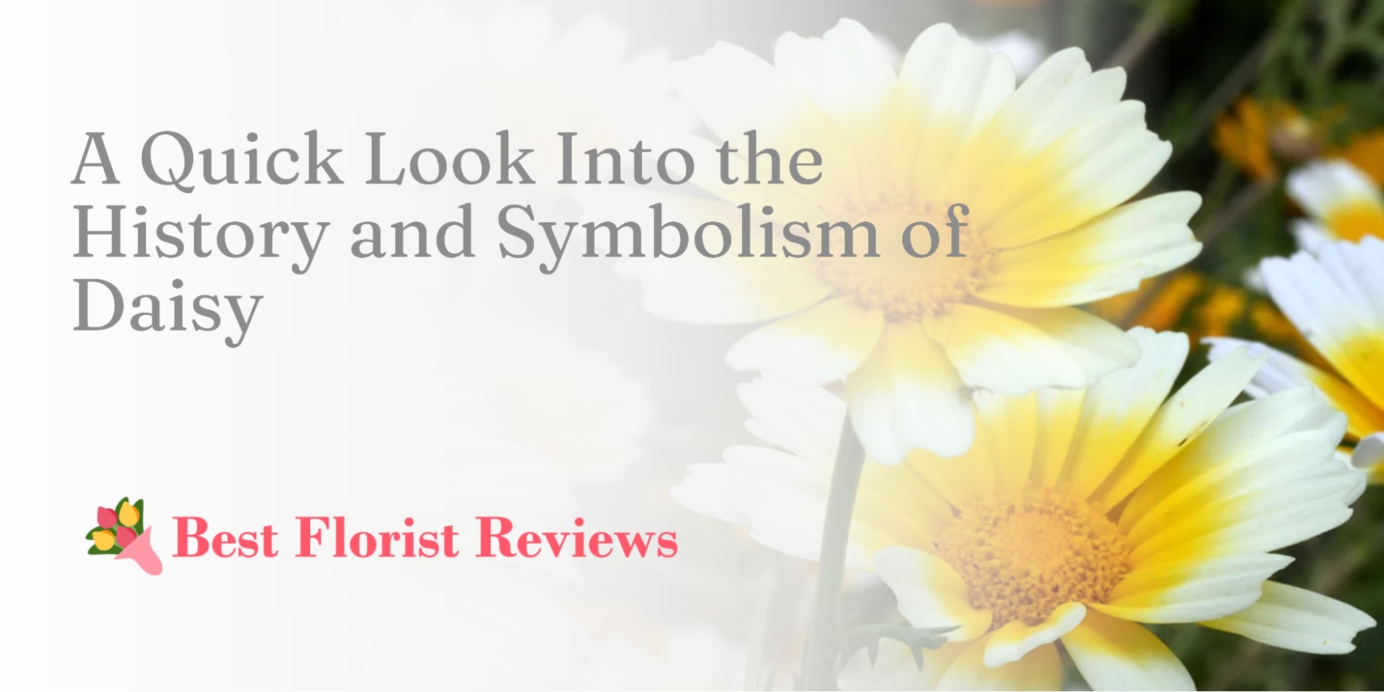 A Quick Look into the History and Symbolism of Daisy [2026]