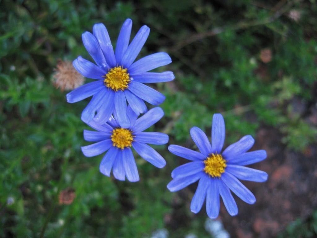Blue Daisy Flower Meaning