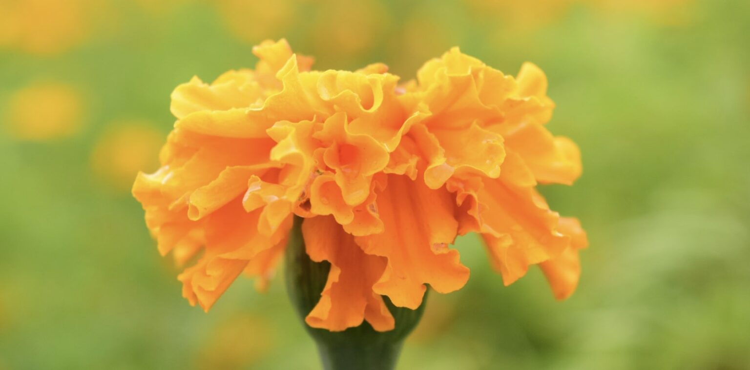 A Full Guide to October Birth Flowers and Their Meanings [2025]