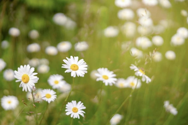 A Quick Look into the History and Symbolism of Daisy [2026]