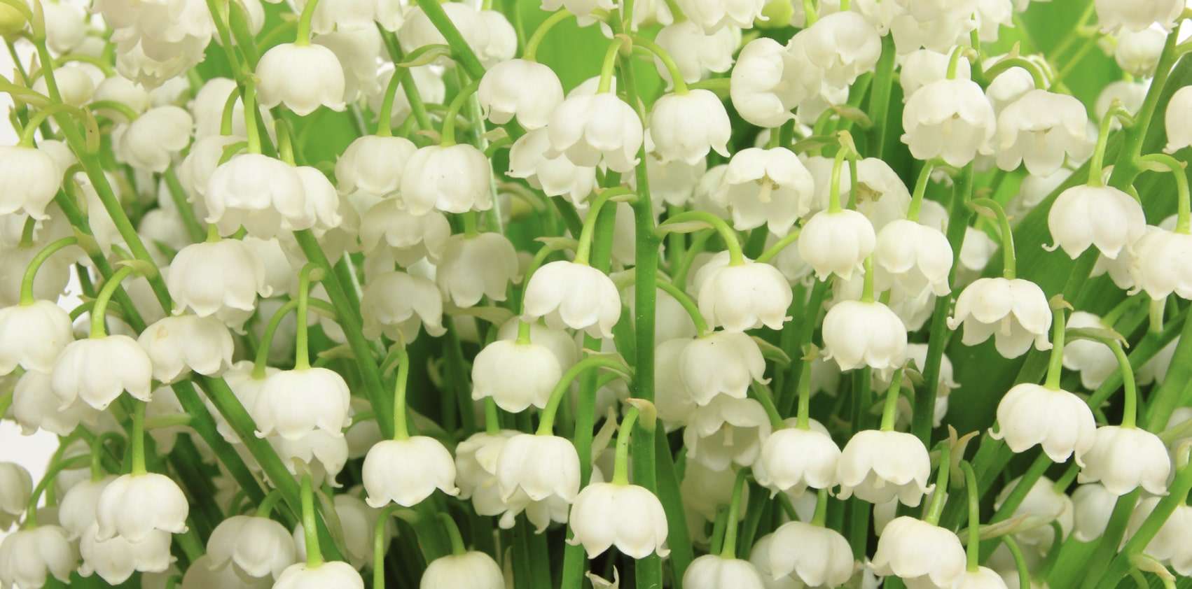 A Detailed Guide to May Birth Flowers and Their Meanings [2025]