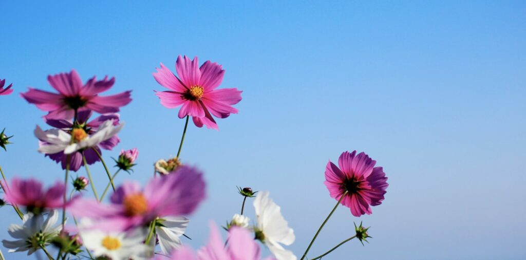 A Full Guide to October Birth Flowers and Their Meanings [2025]