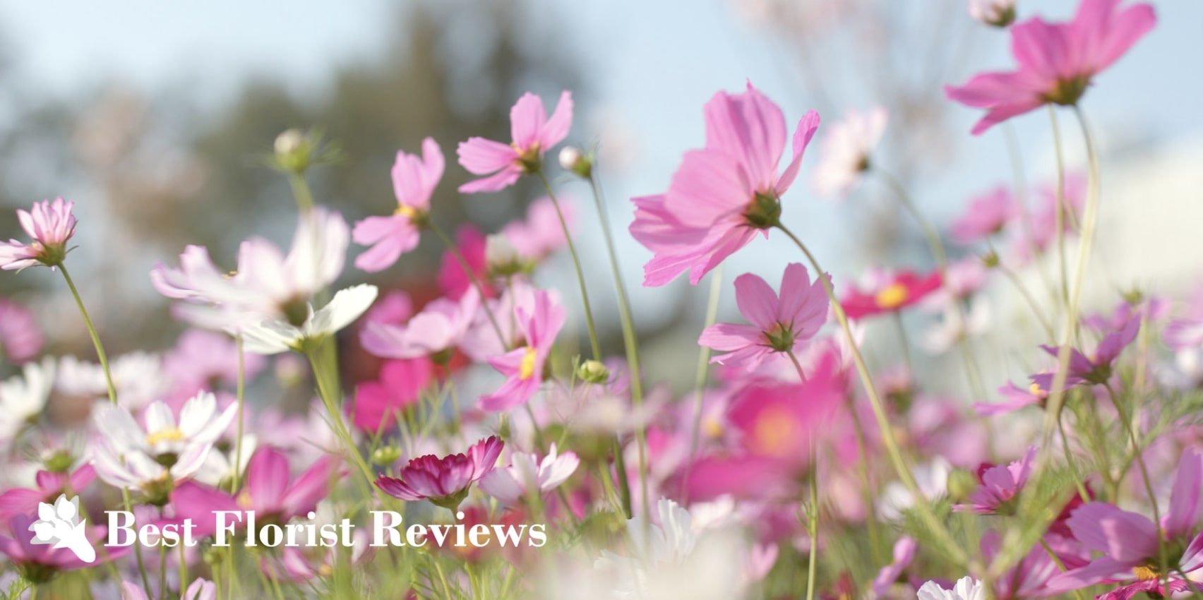 A Basic Guide to the Cosmos Flower Meaning and Uses [2025]