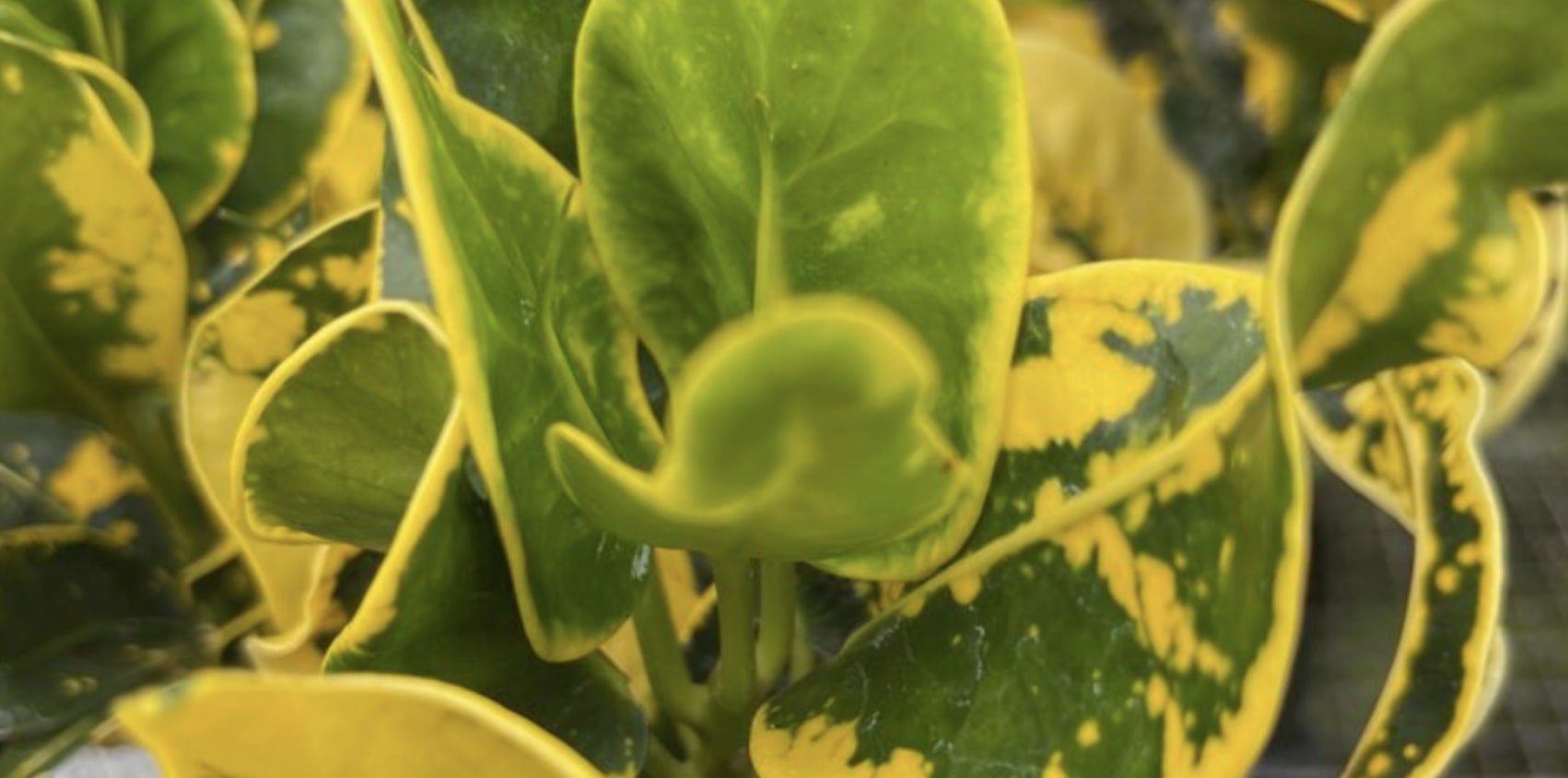 The 13 Beautiful Croton Varieties You Can Grow at Home [2026]