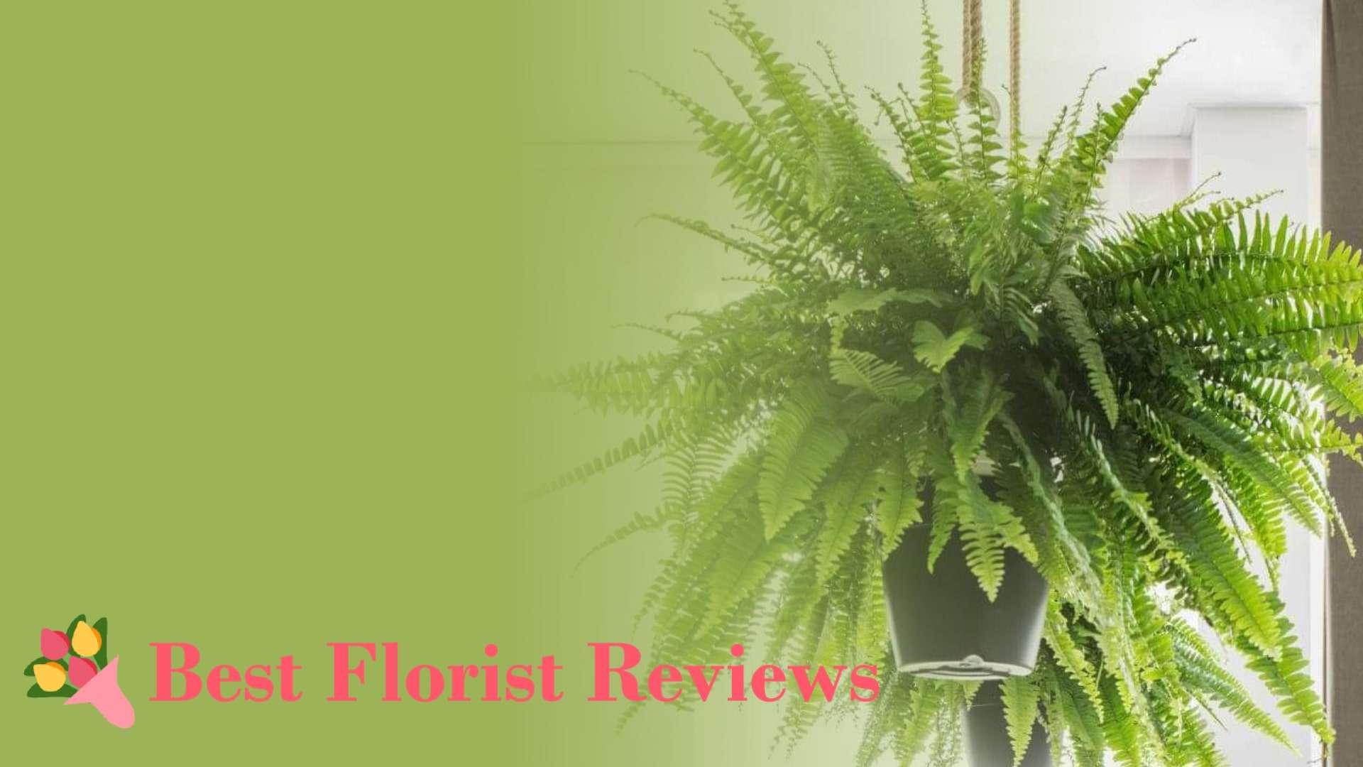 Indoor Ferns: Benefits and Varieties [2025]