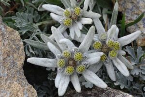 Edelweiss Flower: Meaning, Symbolism, Uses & Gifting Tips [2026]