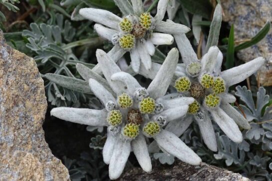 Edelweiss Flower: Meaning, Symbolism, Uses & Gifting Tips [2026]