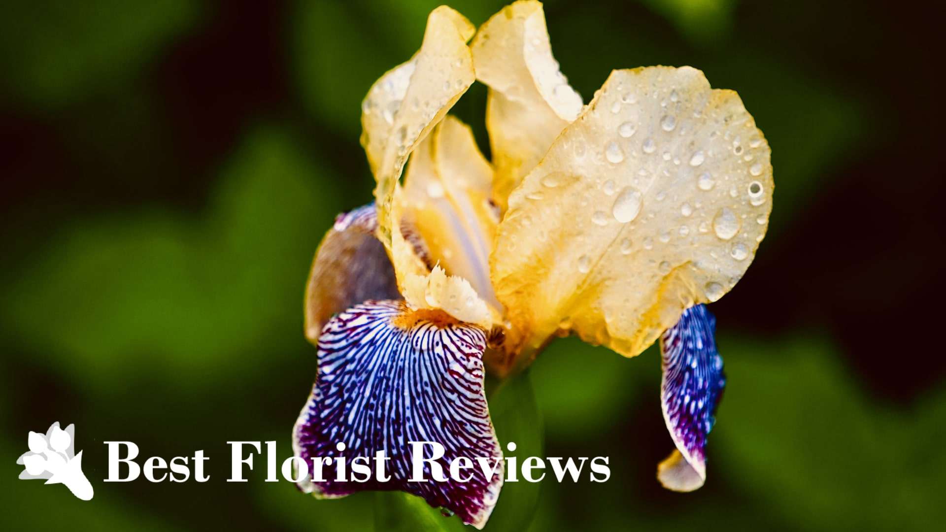 A Guide to the Meanings and Symbolisms of Iris Flowers [2026]