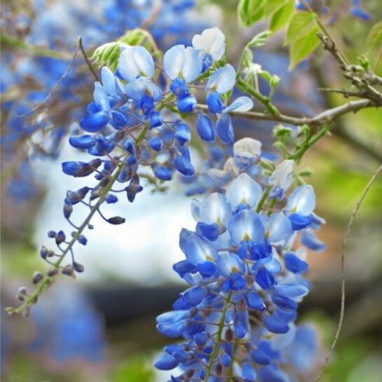Wisteria Symbolism: Meaning, Uses & Beauty in Gardening [2026]