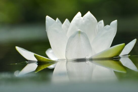 White Lotus Flower: Symbolism & Uses | All You Need to Know [2026]