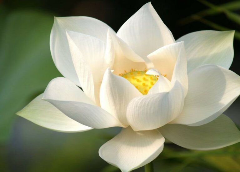 White Lotus Flower: Symbolism & Uses | All You Need to Know [2026]