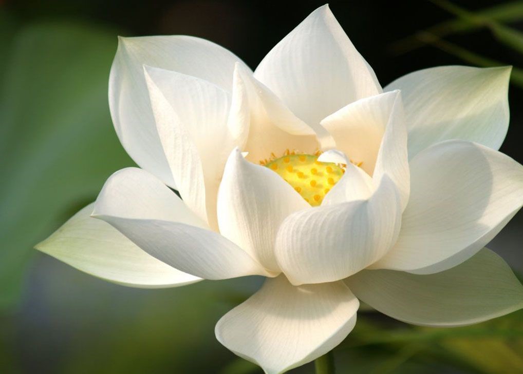 White Lotus Flower: Symbolism & Uses | All You Need to Know [2026]
