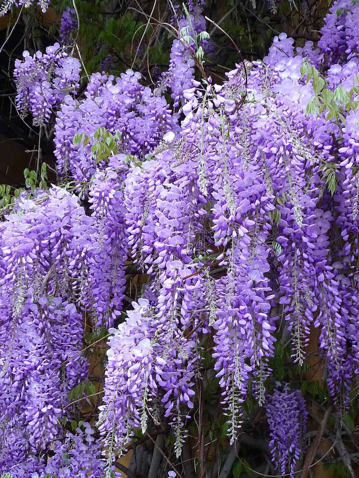 Wisteria Symbolism: Meaning, Uses & Beauty in Gardening [2026]