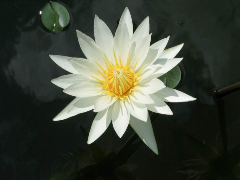 White Lotus Flower: Symbolism & Uses | All You Need to Know [2026]
