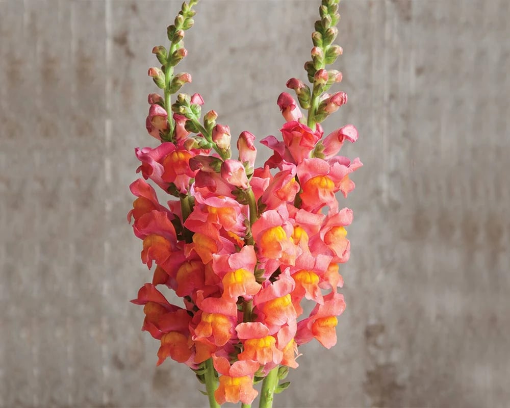 The Stunning Snapdragon Flower: Symbolism, Origin, & Uses [2026]