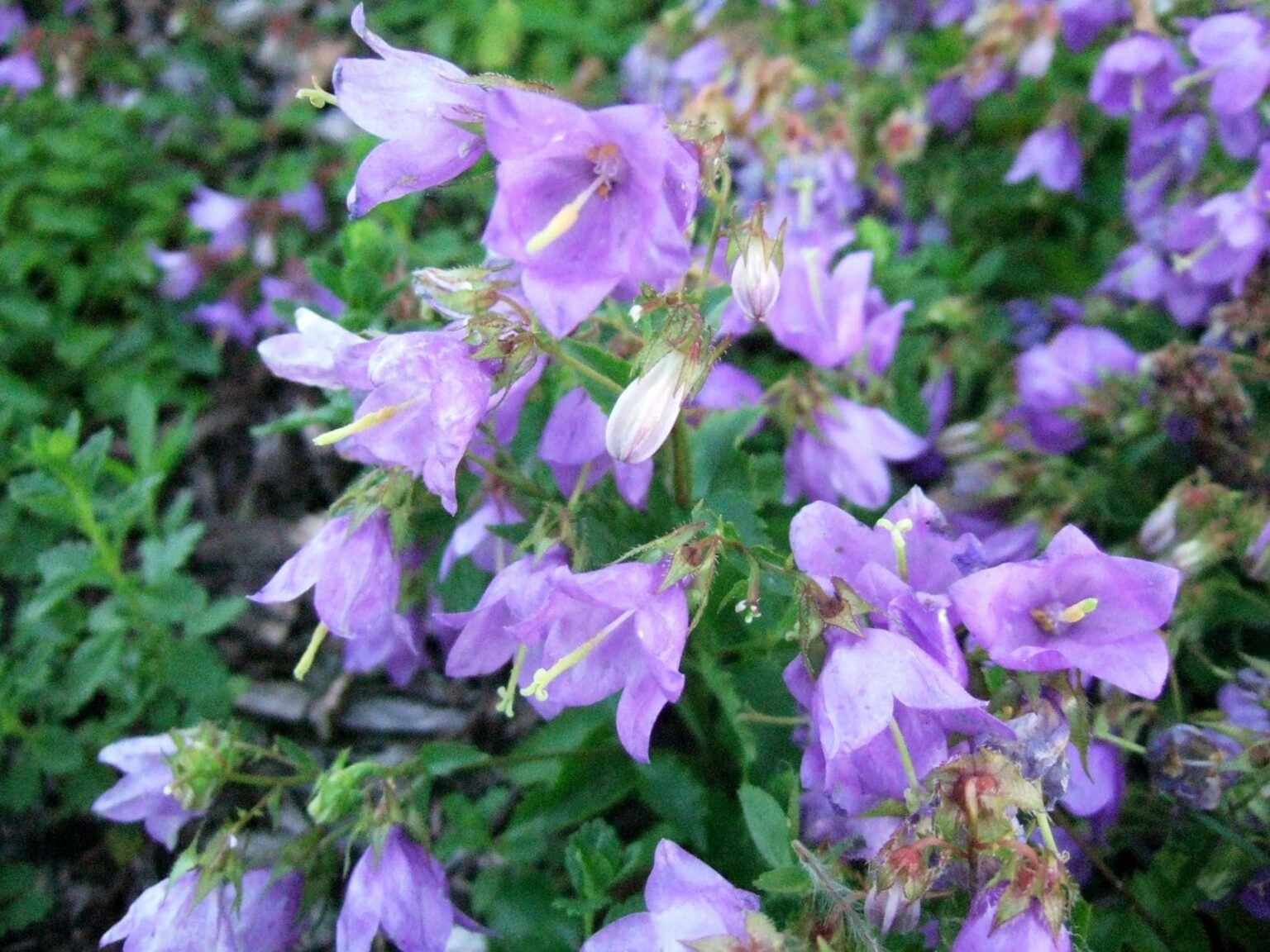 Bellflower Meaning: The Bloom of Gratitude and Romance [2026]