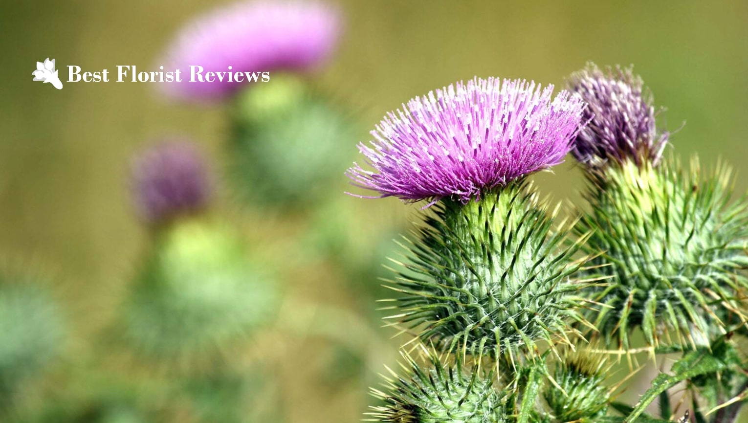 Strength and Elegance in Bloom: Thistle Flowers [2025]