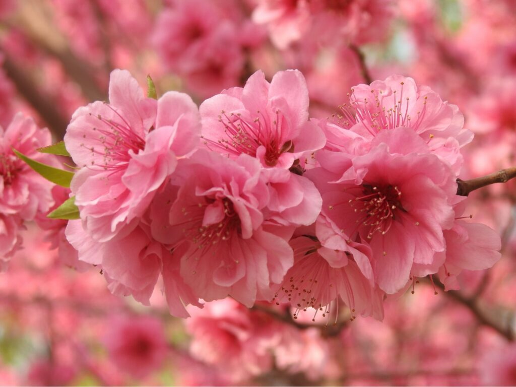 Happy Spring Blooms: Peach Blossom Flower Meanings [2026]