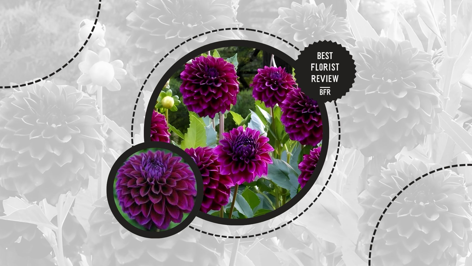 15 Stunning Dahlia Colors That Will Make Your Garden Pop [2026]