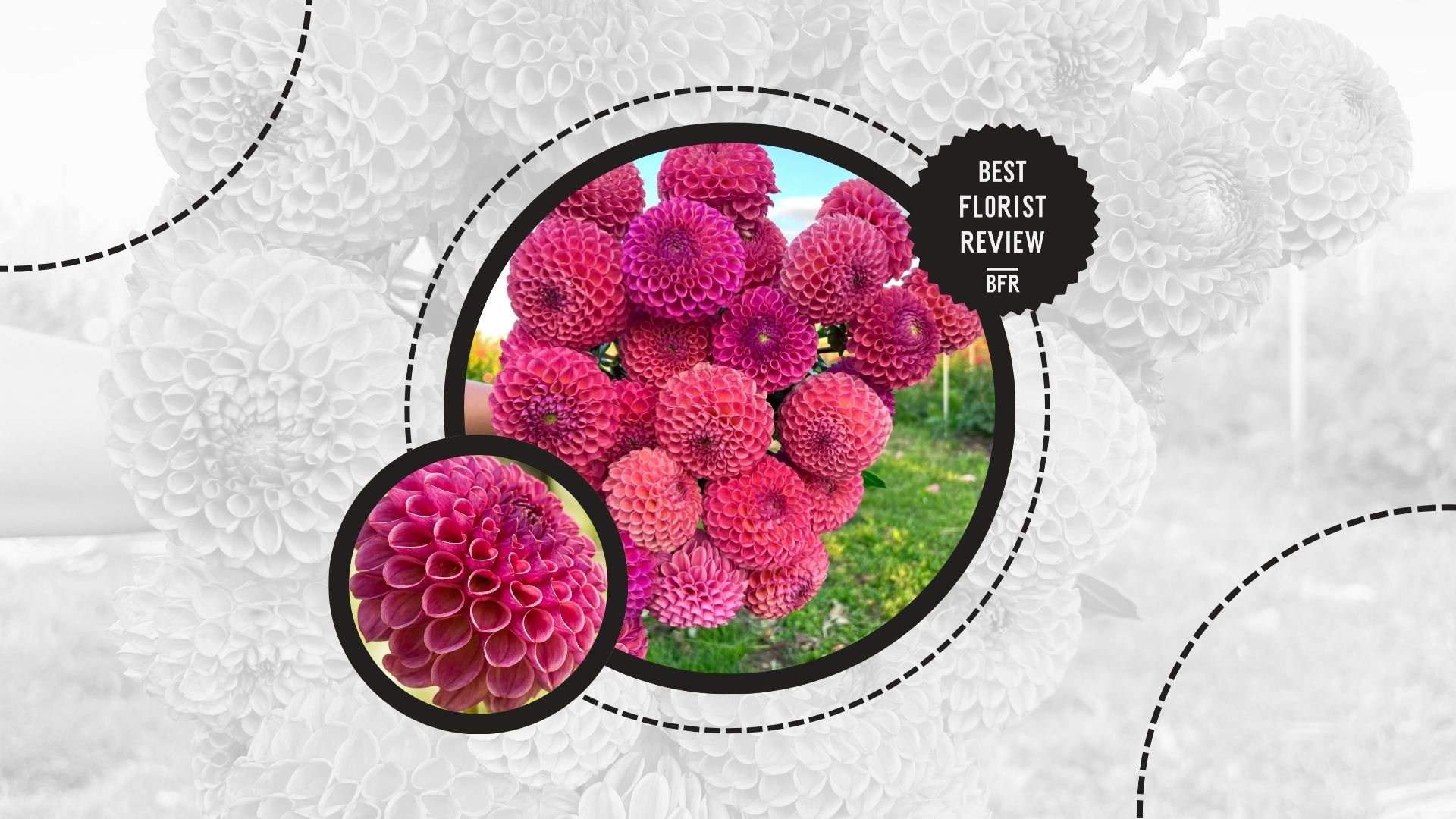 15 Stunning Dahlia Colors That Will Make Your Garden Pop [2026]