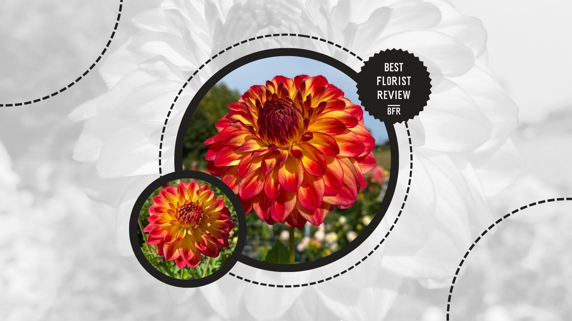 15 Stunning Dahlia Colors That Will Make Your Garden Pop [2026]