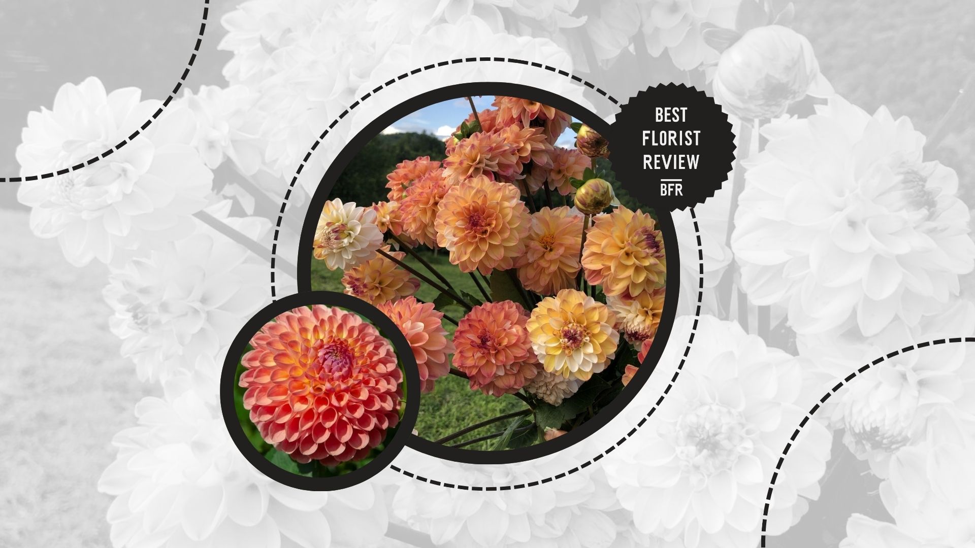15 Stunning Dahlia Colors That Will Make Your Garden Pop [2026]