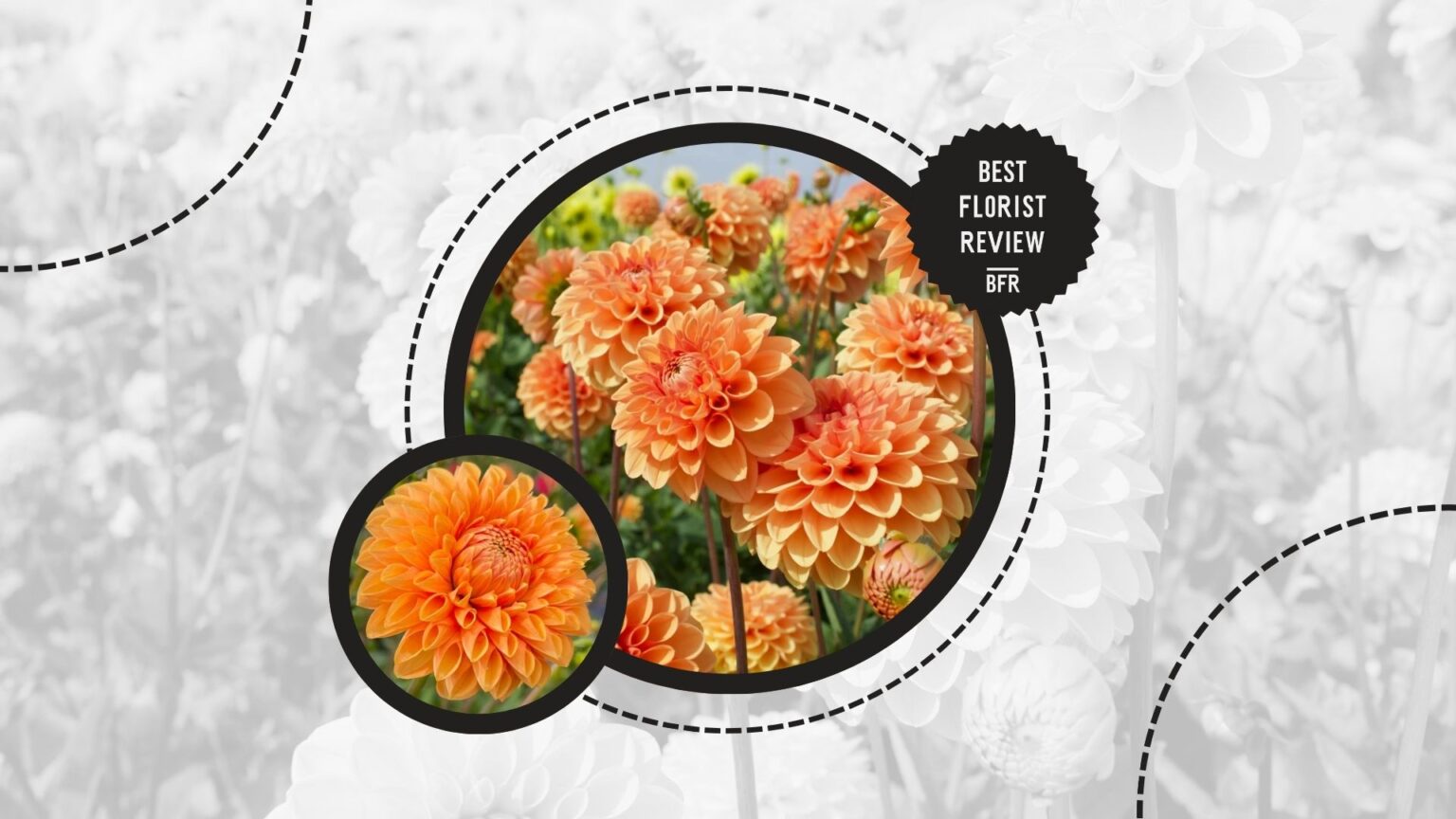 15 Stunning Dahlia Colors That Will Make Your Garden Pop [2026]