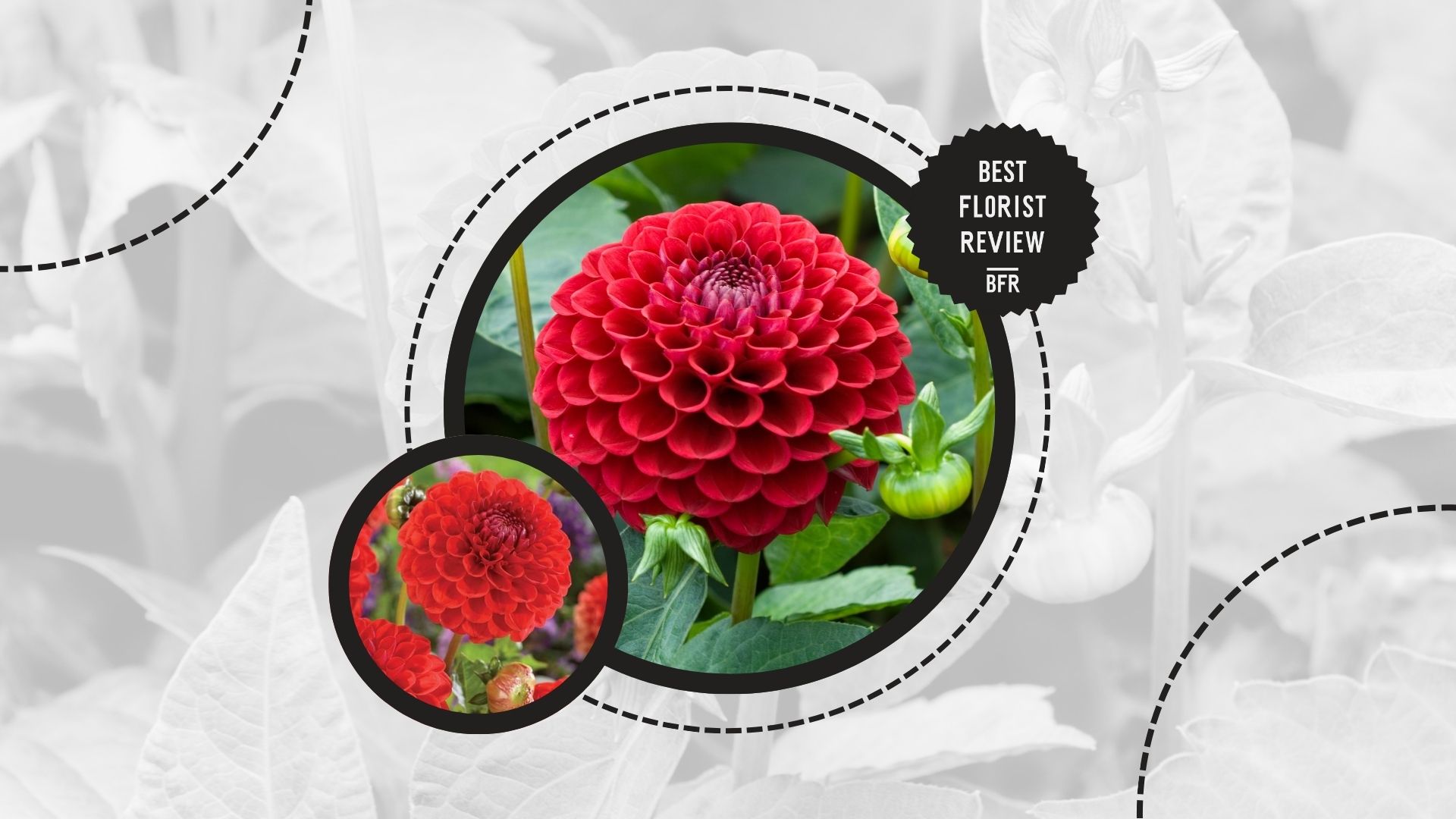 15 Stunning Dahlia Colors That Will Make Your Garden Pop [2025]