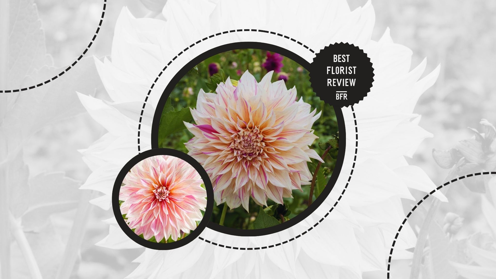 15 Stunning Dahlia Colors That Will Make Your Garden Pop [2026]