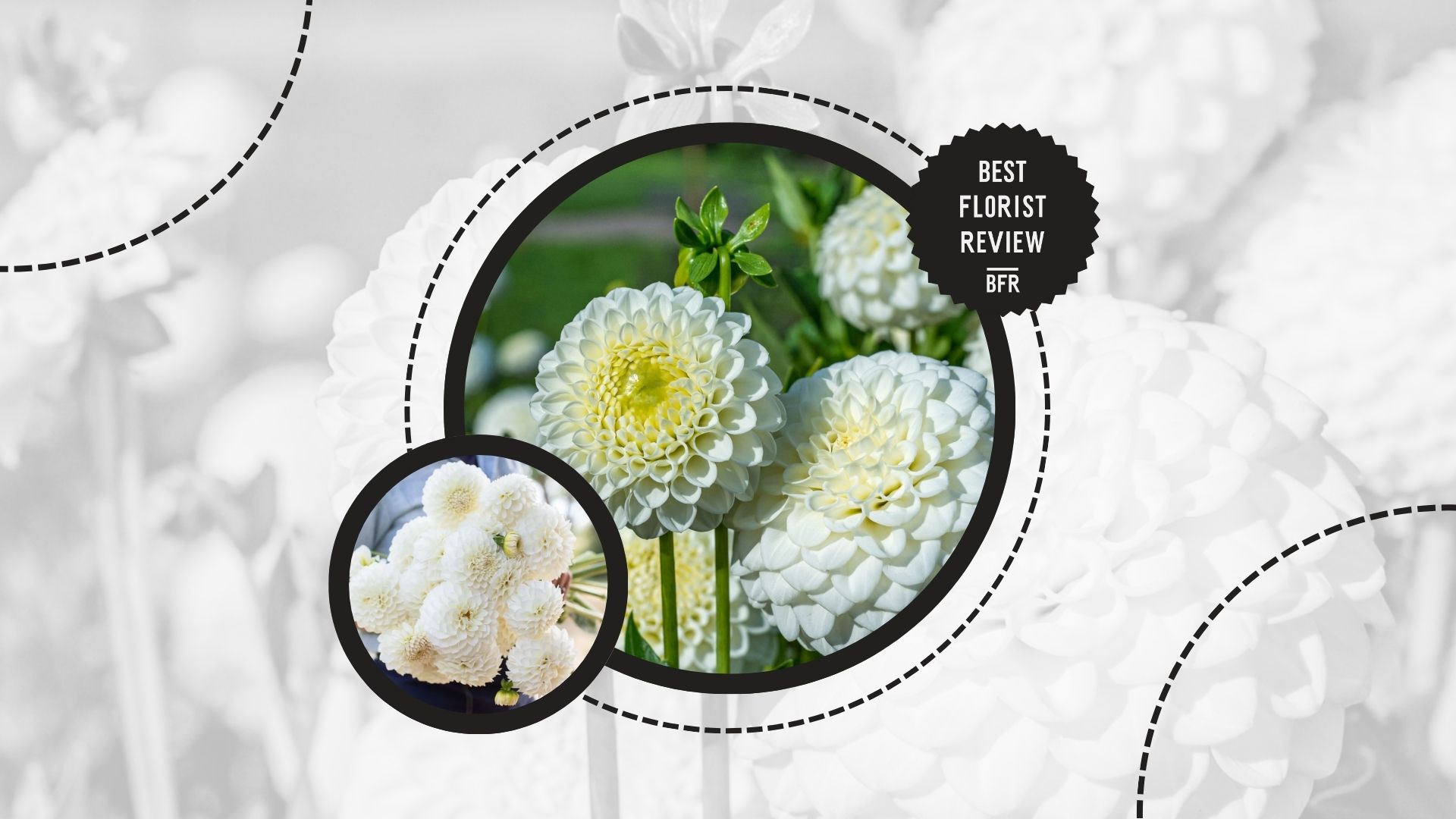 15 Stunning Dahlia Colors That Will Make Your Garden Pop [2026]