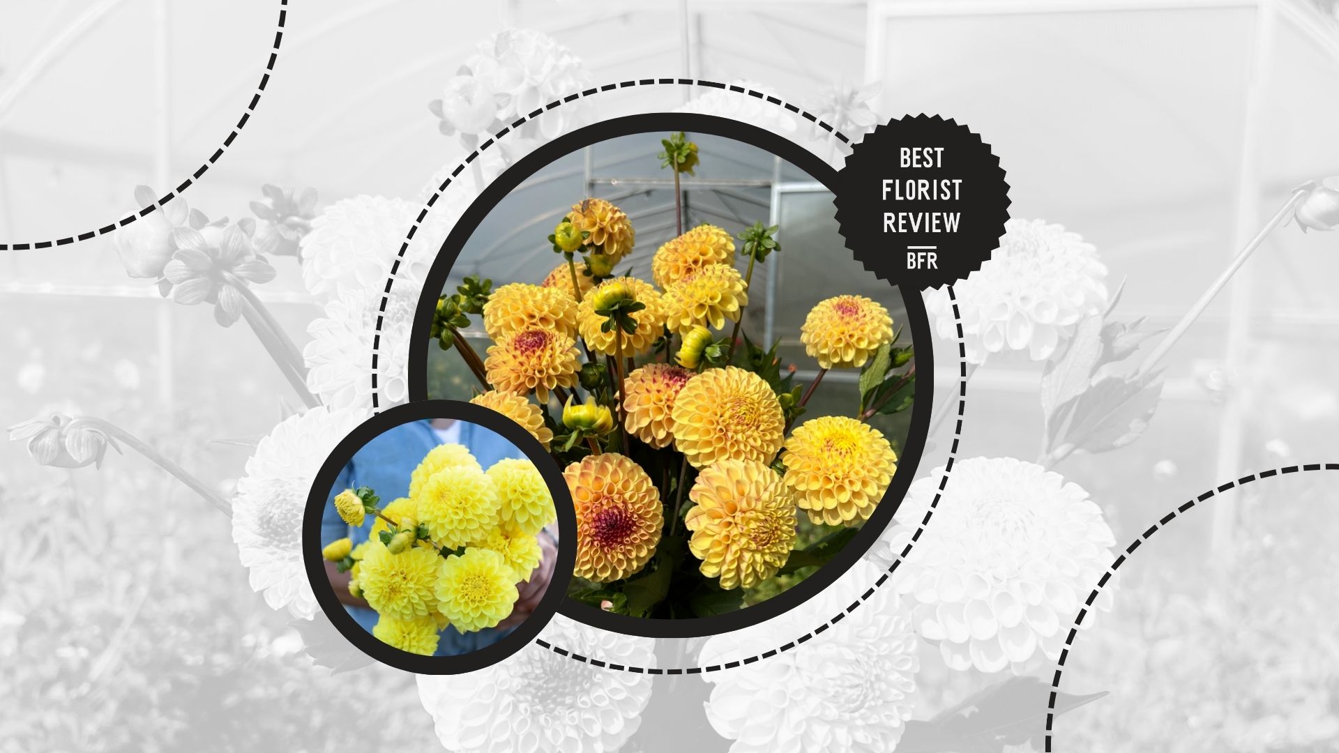 15 Stunning Dahlia Colors That Will Make Your Garden Pop [2026]